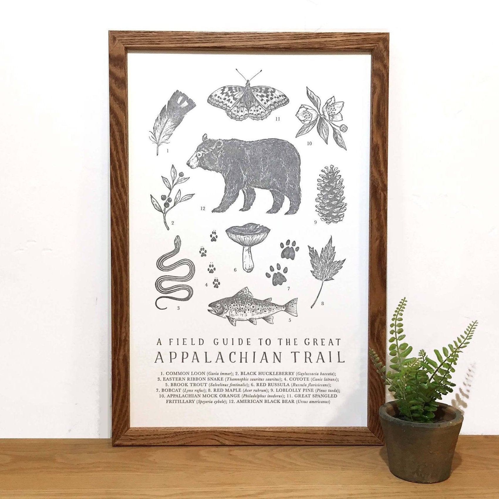 Appalachian Trail Animals